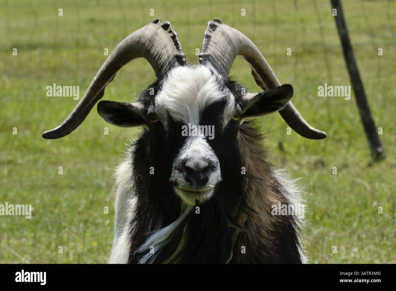 Star signs aries hi-res stock photography and images - Alamy