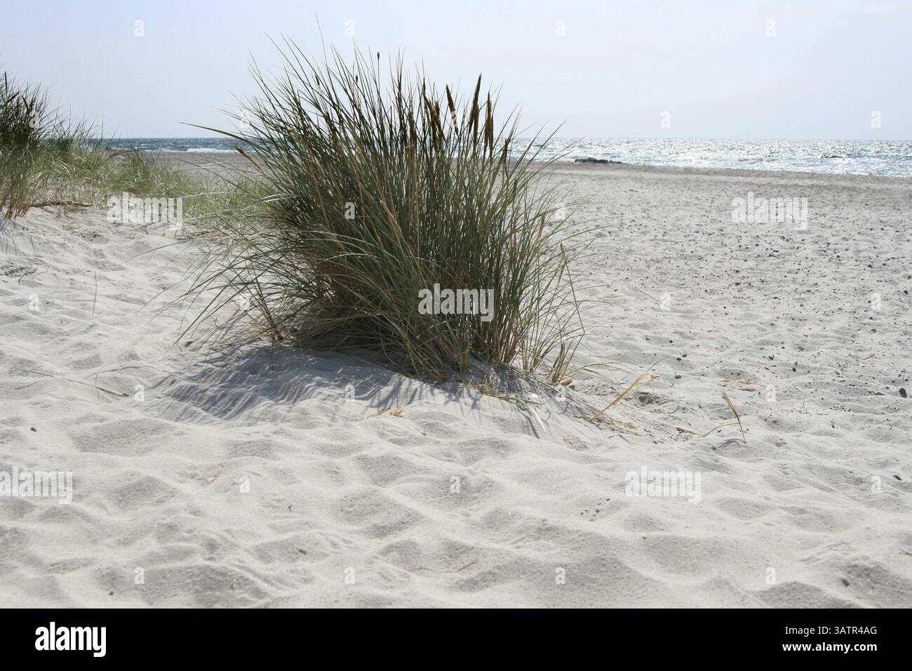 White sand on the beach on the Danish island of Anholt in the Baltic ...