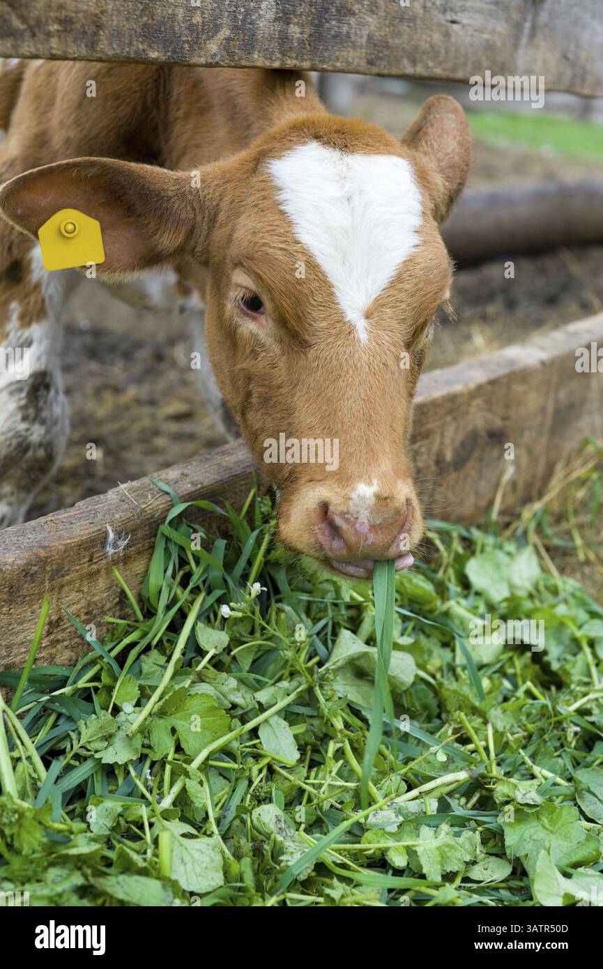 A farm calf eats fodder, a blade of grass in its mouth Stock Photo - Alamy