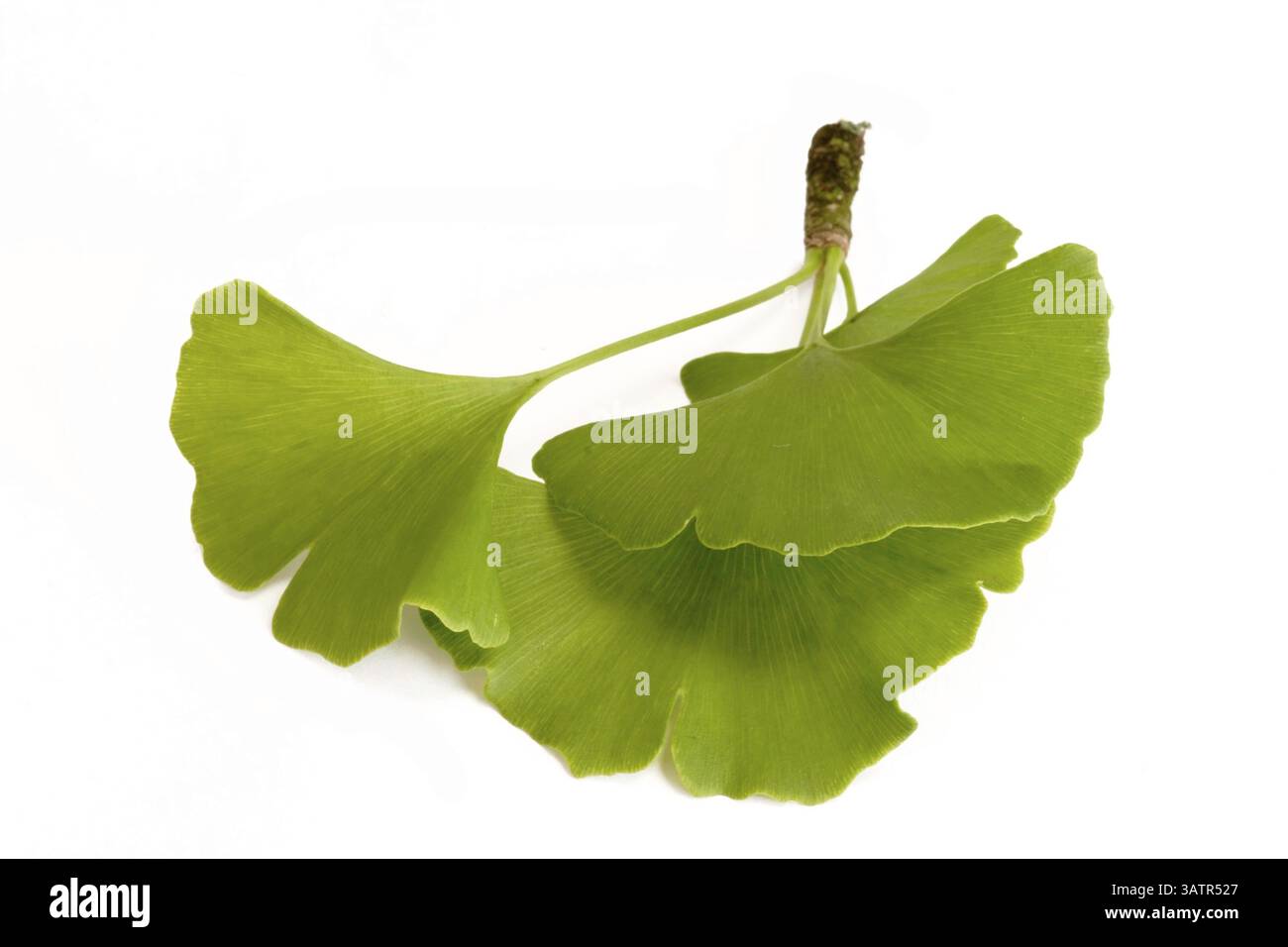Three fresh gingko leaves - cropped on a white background Stock Photo ...