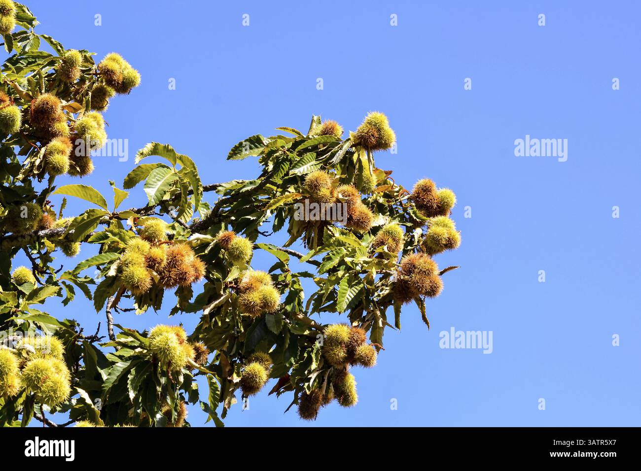 Detailed view chestnut tree hi-res stock photography and images - Alamy