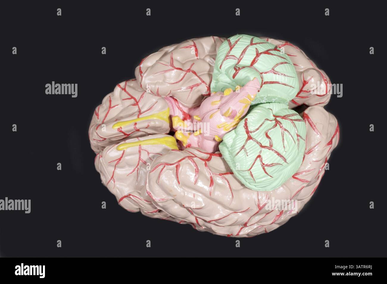 Human brain model from below on black background Human Brain Anatomy on ...