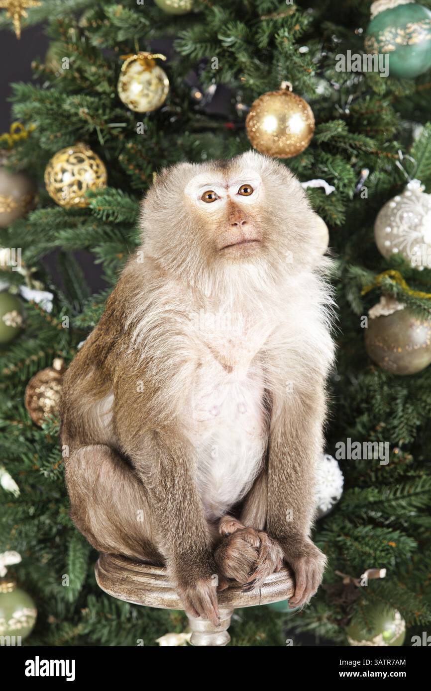 Little monkey sitting near the New Year's tree on a studio background ...