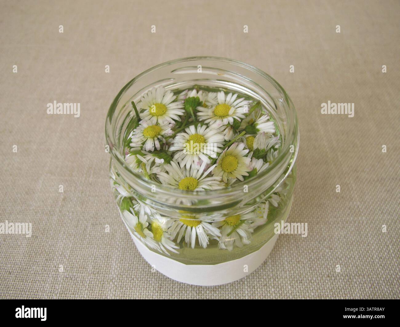 Homemade daisy tincture in a jar Stock Photo - Alamy