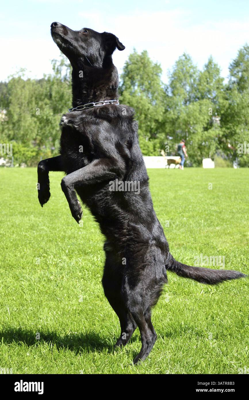 Dog stands upright hi-res stock photography and images - Alamy