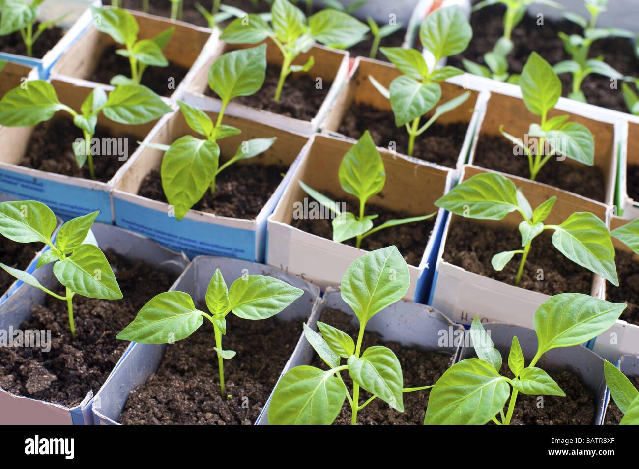 Sweet pepper seedlings garden in hi-res stock photography and images ...