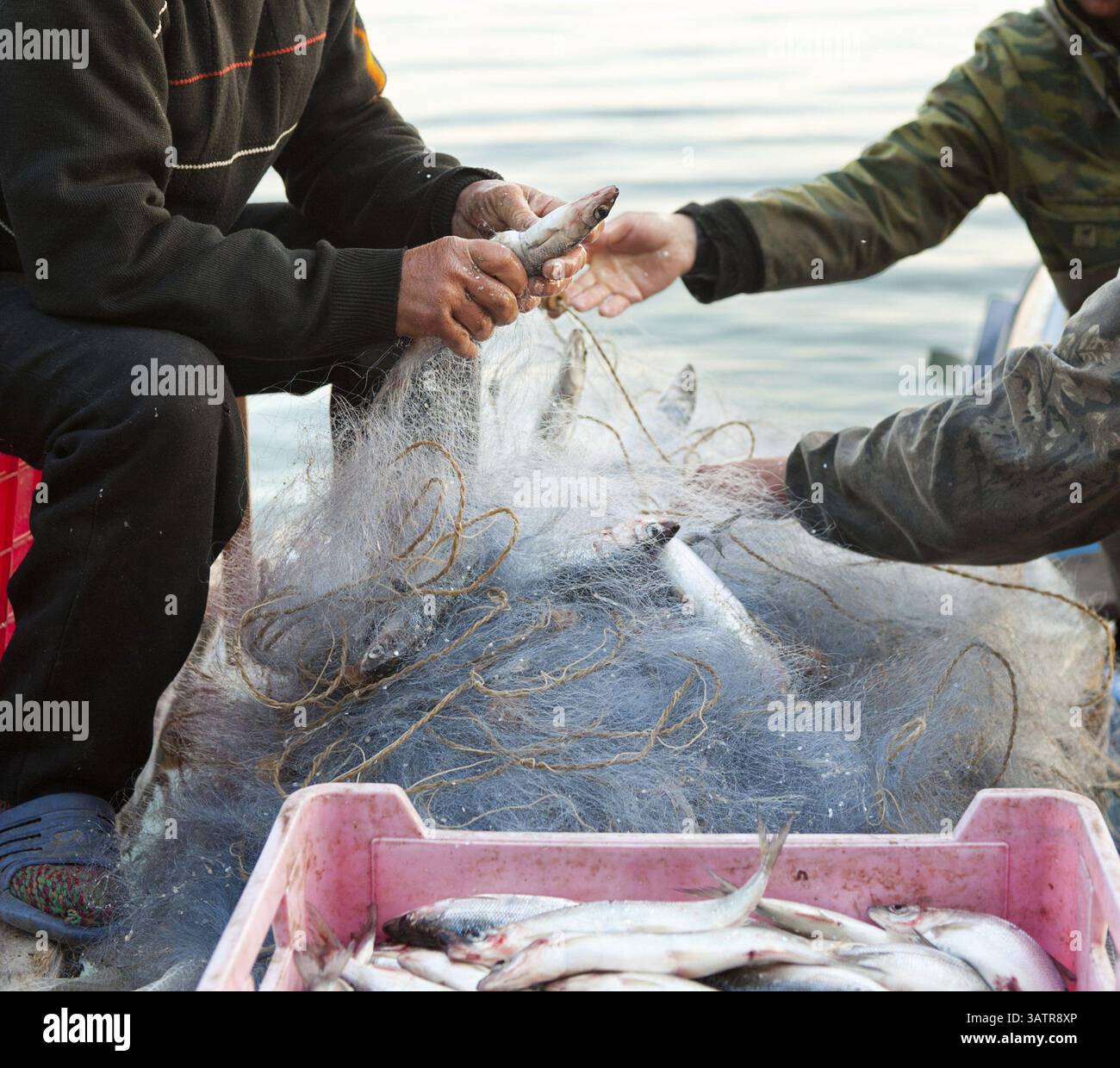 Omul fish in fishing net hi-res stock photography and images - Alamy