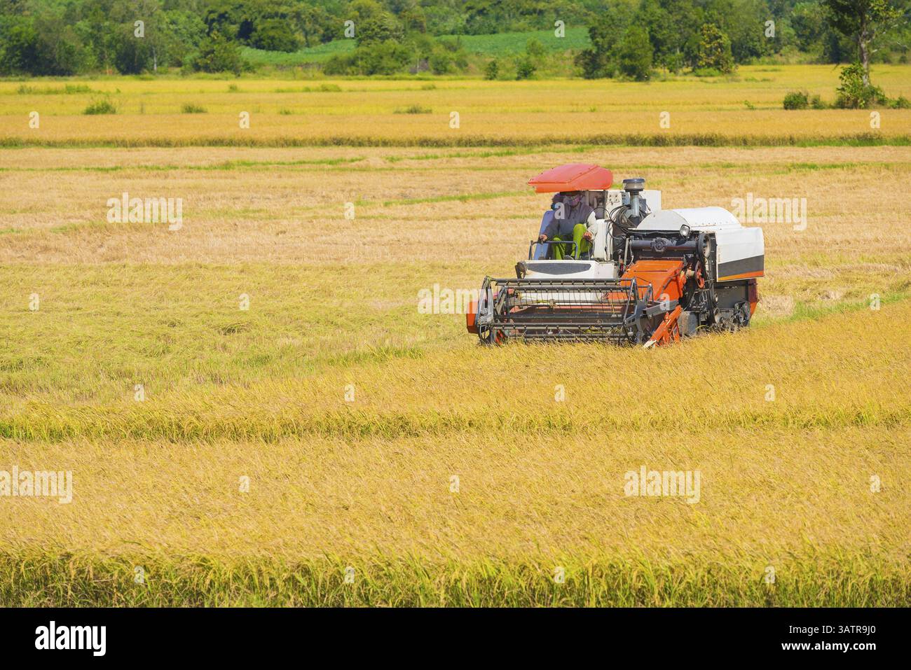 Combine harvester in rice hi-res stock photography and images - Alamy