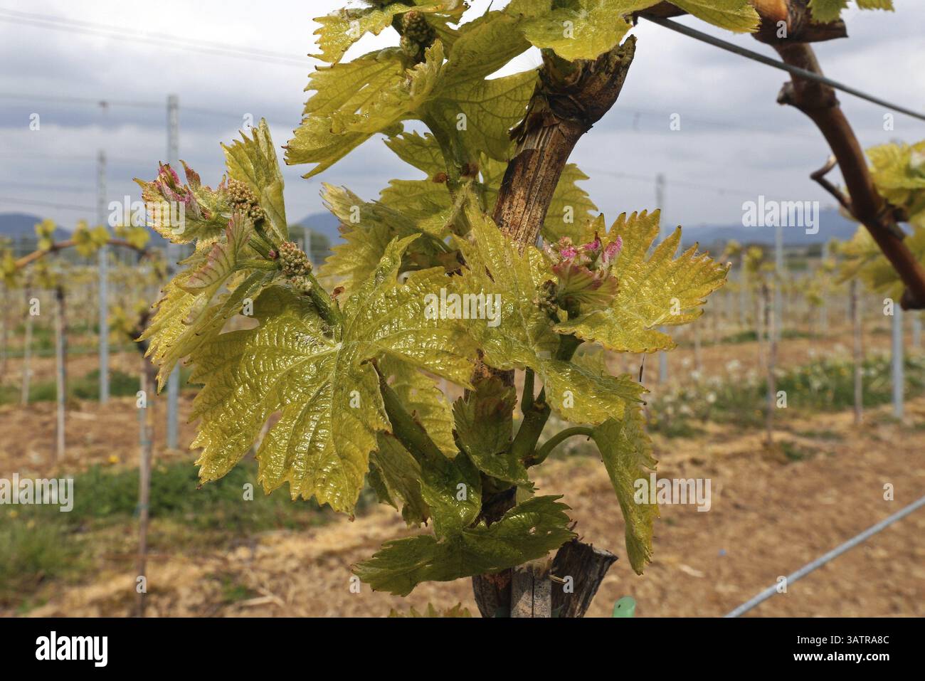 Grape vine springtime hi-res stock photography and images - Alamy