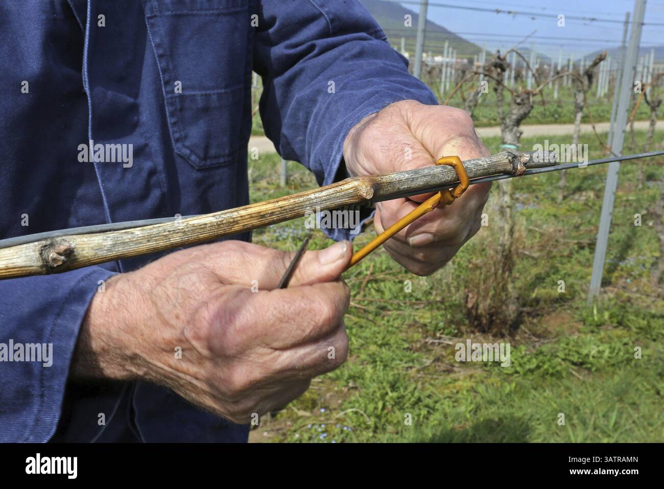 Tying up vines Stock Photo - Alamy