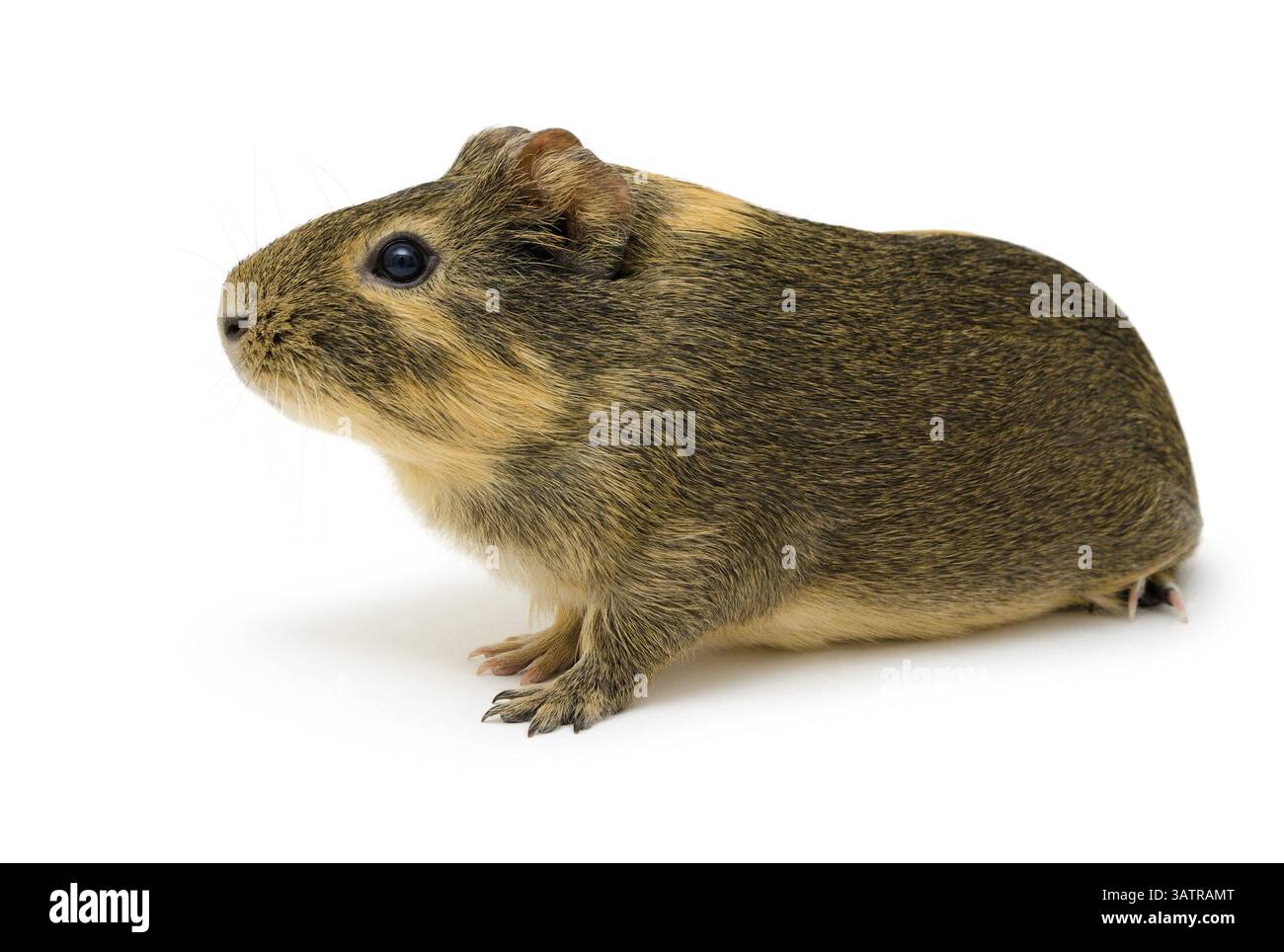 Silkie guinea pigs hi-res stock photography and images - Alamy