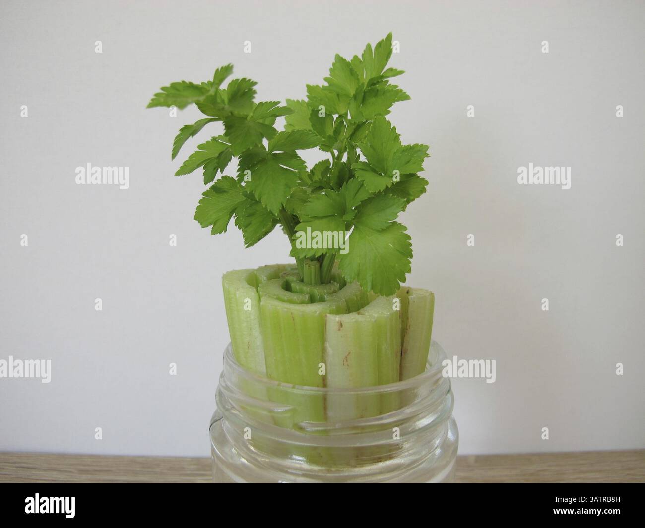 Regrowing, celery stalks in a glass of water Stock Photo - Alamy