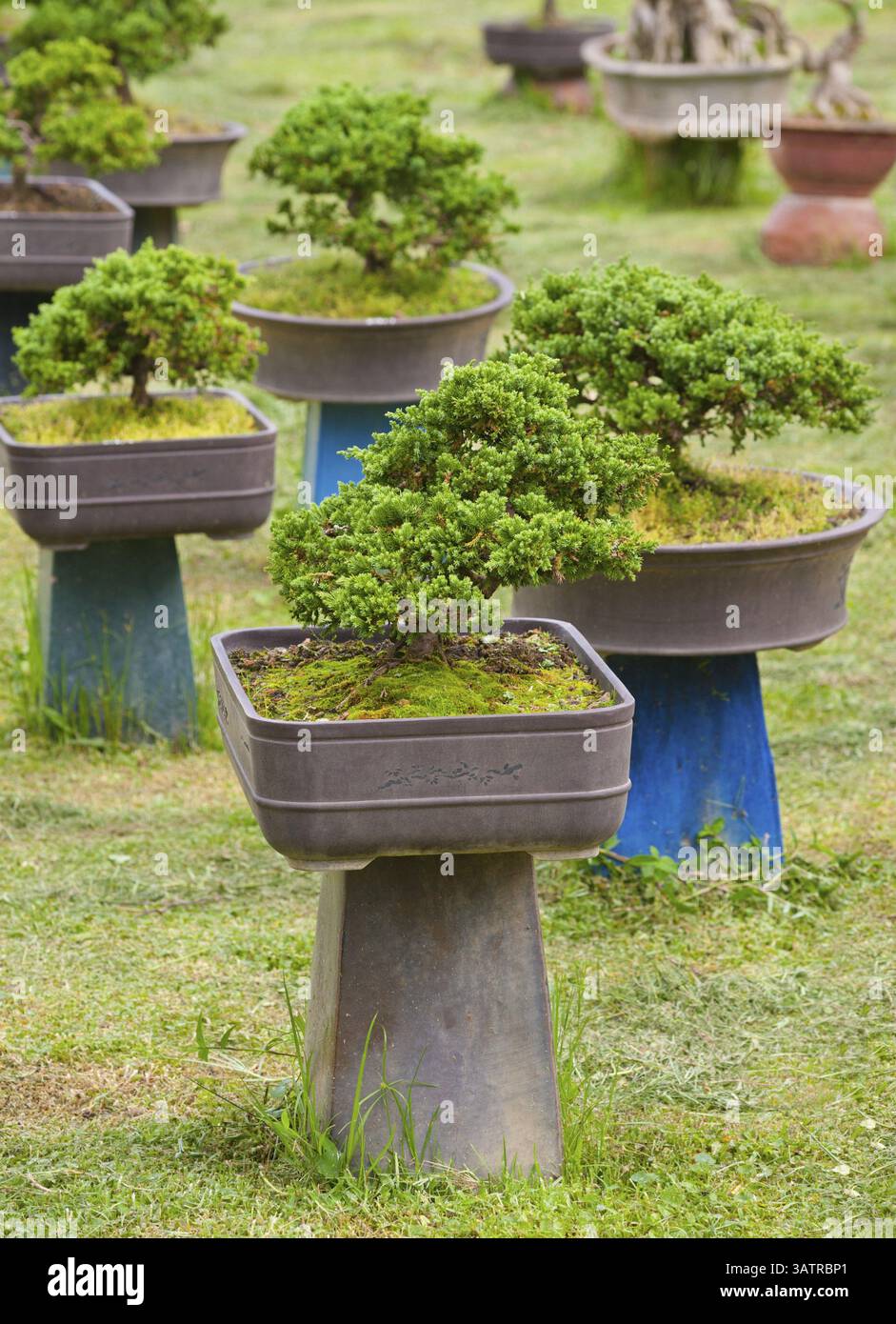 Sapling supported hi-res stock photography and images - Alamy