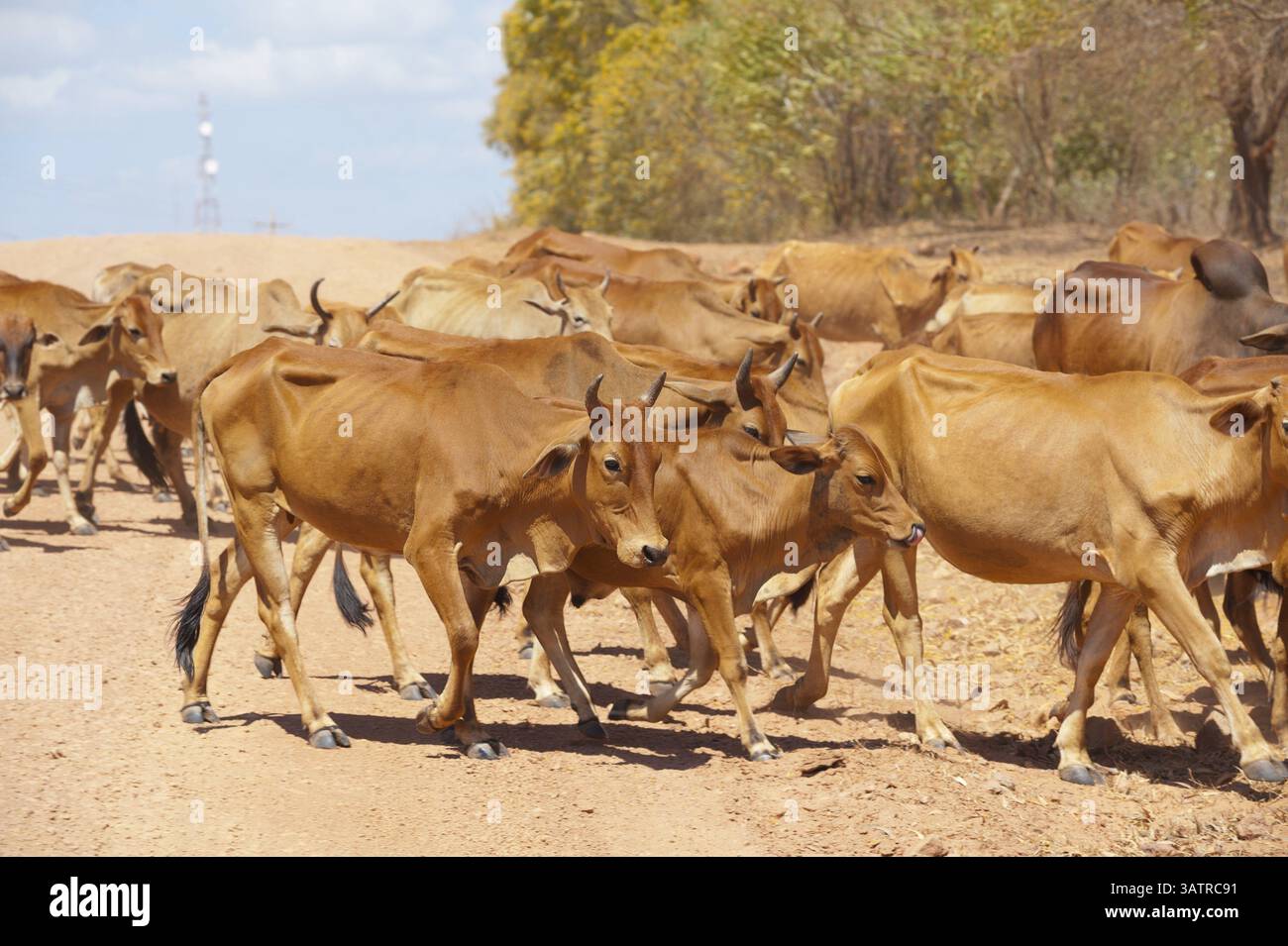 Herd of cattle - red lean cows cross road Stock Photo - Alamy