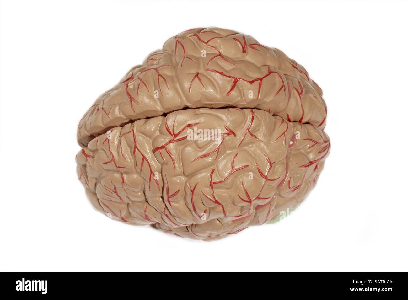 Medical brain model from above on a light background Human brain on a ...