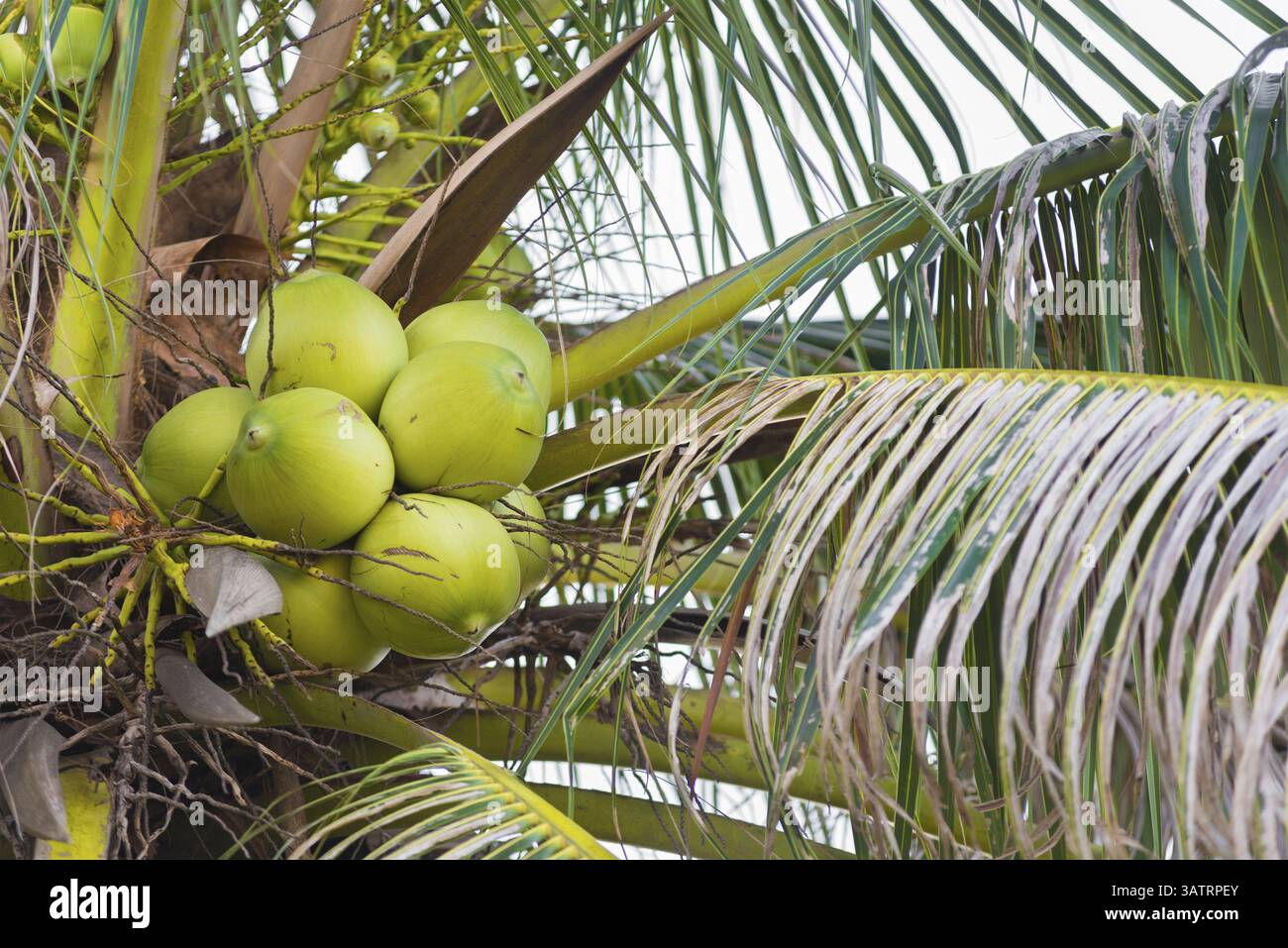 Palm tree perspective in hi-res stock photography and images - Alamy
