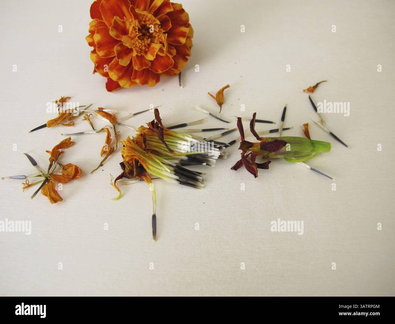 Marigold seeds, seeds of the orange marigold, Tagetes Stock Photo - Alamy