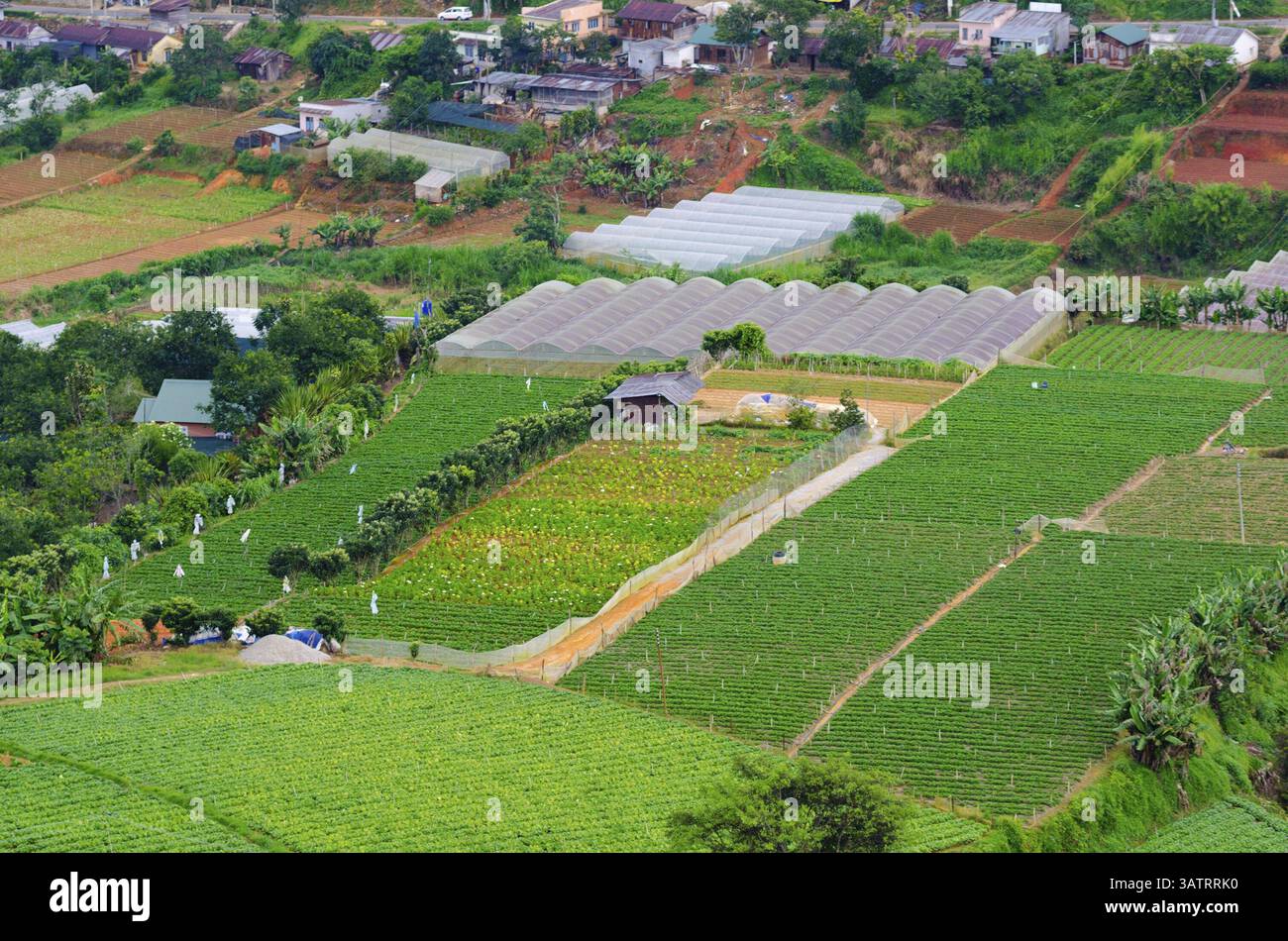 Farming plots of land in Dalat, Vietnam, Asia Stock Photo - Alamy