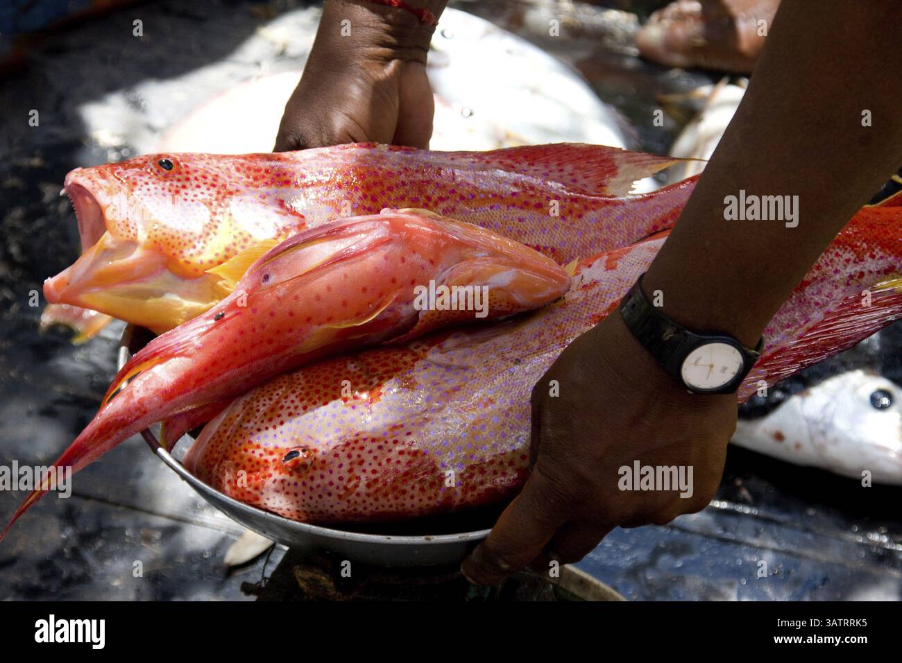 Malabar blood snappers hi-res stock photography and images - Alamy