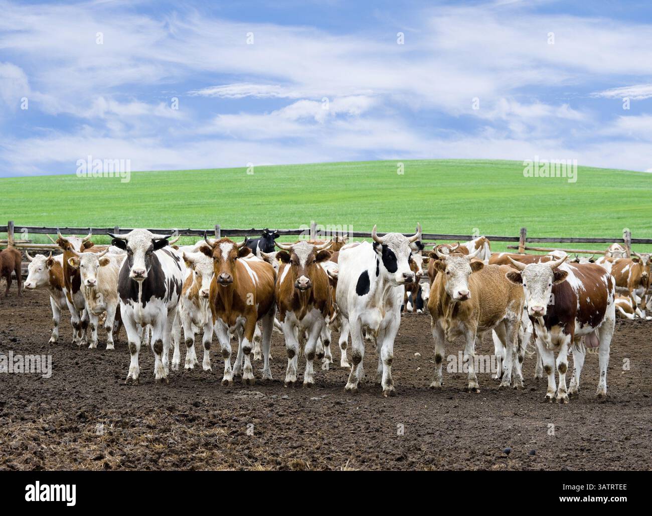 A herd of beef cattle at farm yard in summer Stock Photo - Alamy