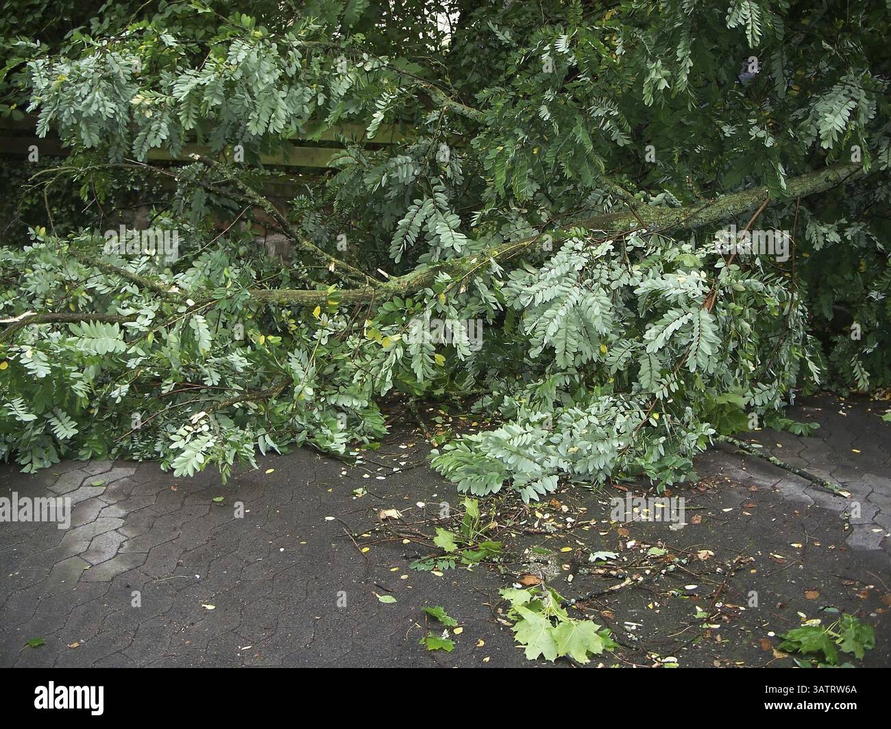 Broken branch after a storm Stock Photo - Alamy