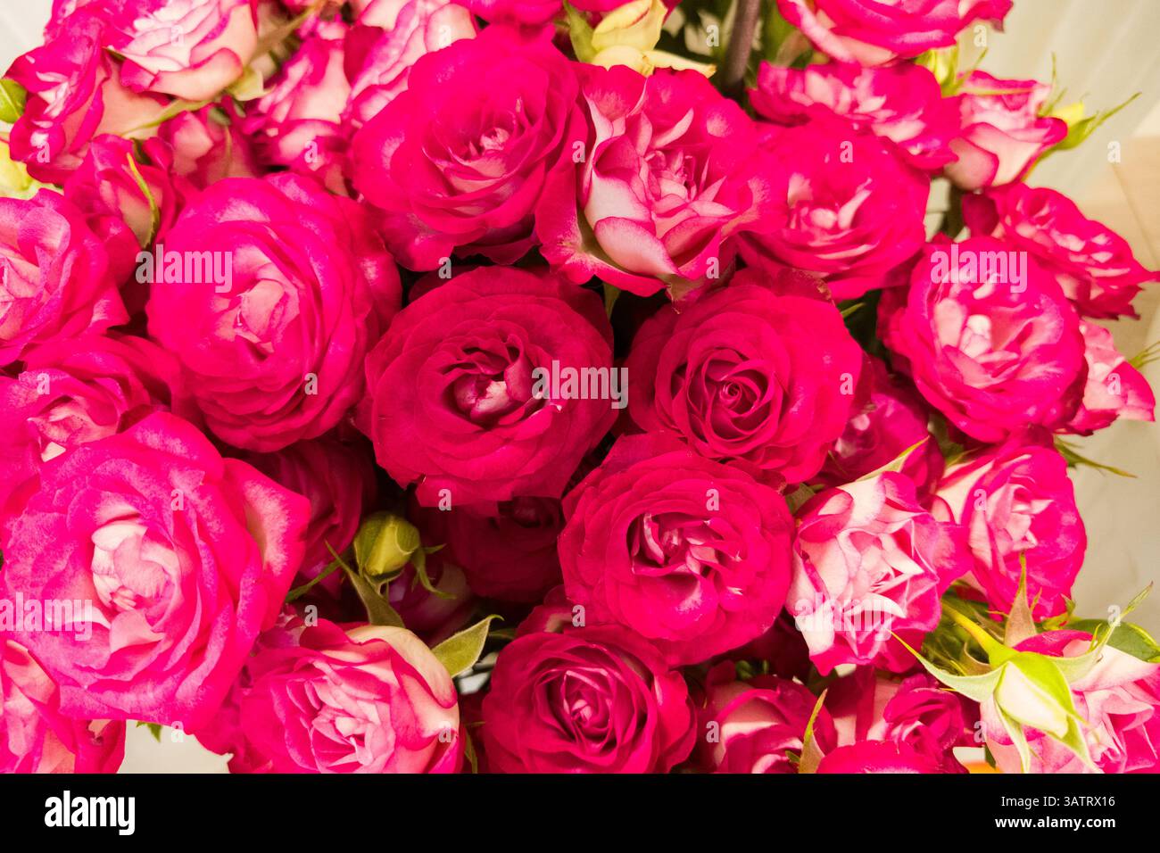 A stunning arrangement of vibrant pink roses fills the frame ...