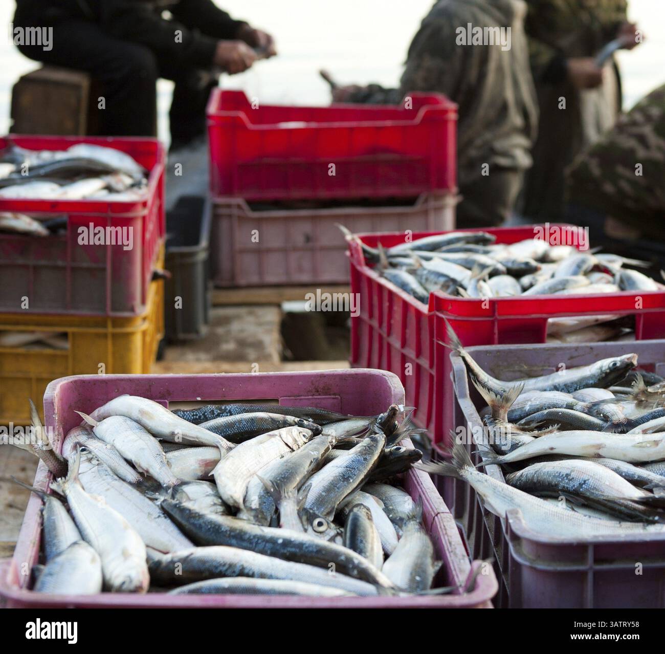 Fish in boxes hi-res stock photography and images - Alamy