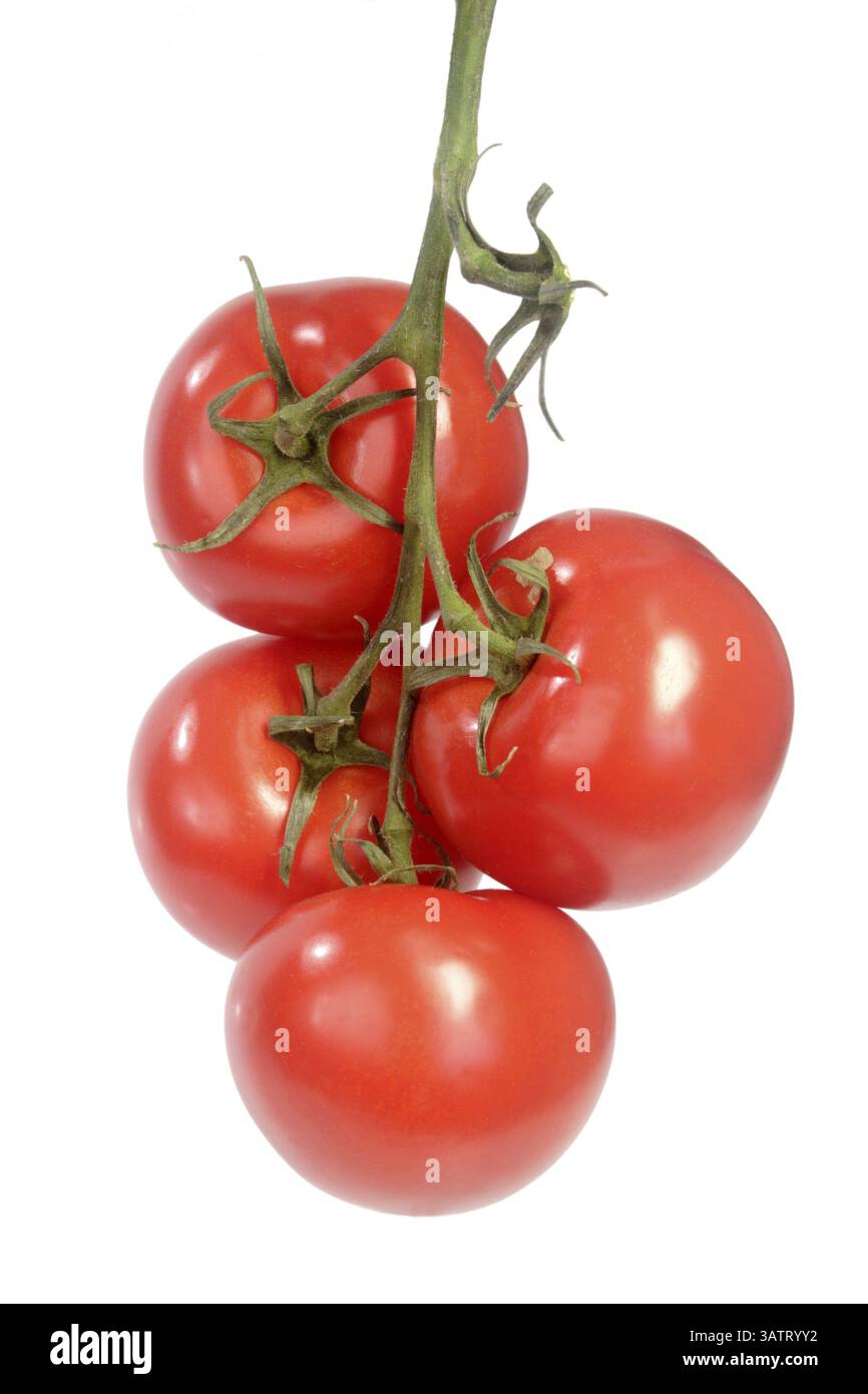 Fresh vine tomatoes hanging - isolated on white background Truss of ...