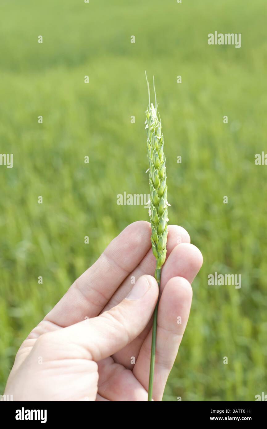 Ear of green wheat in male hand Stock Photo - Alamy
