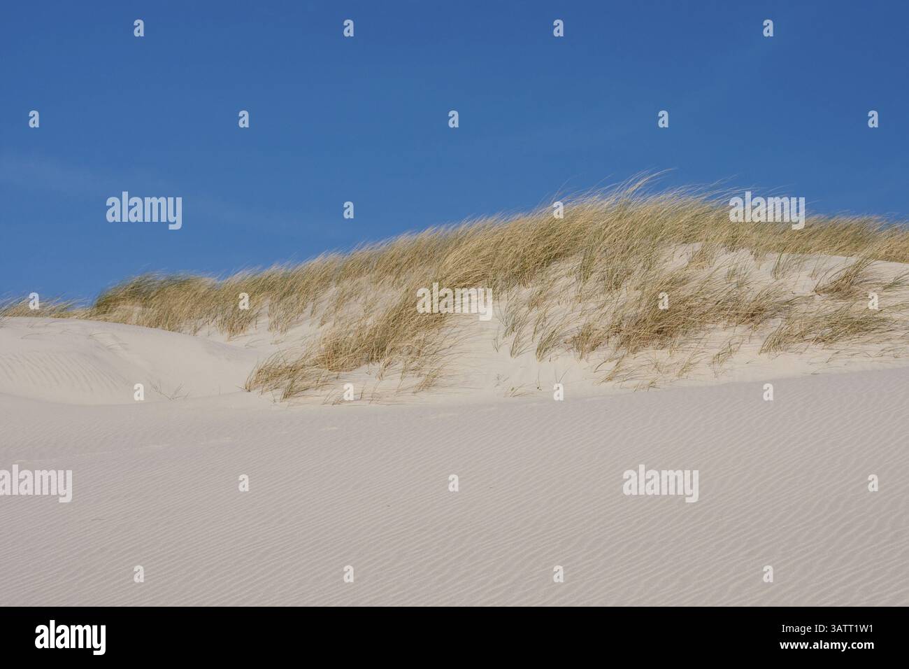 White, unspoilt dune landscape with grasses Stock Photo - Alamy