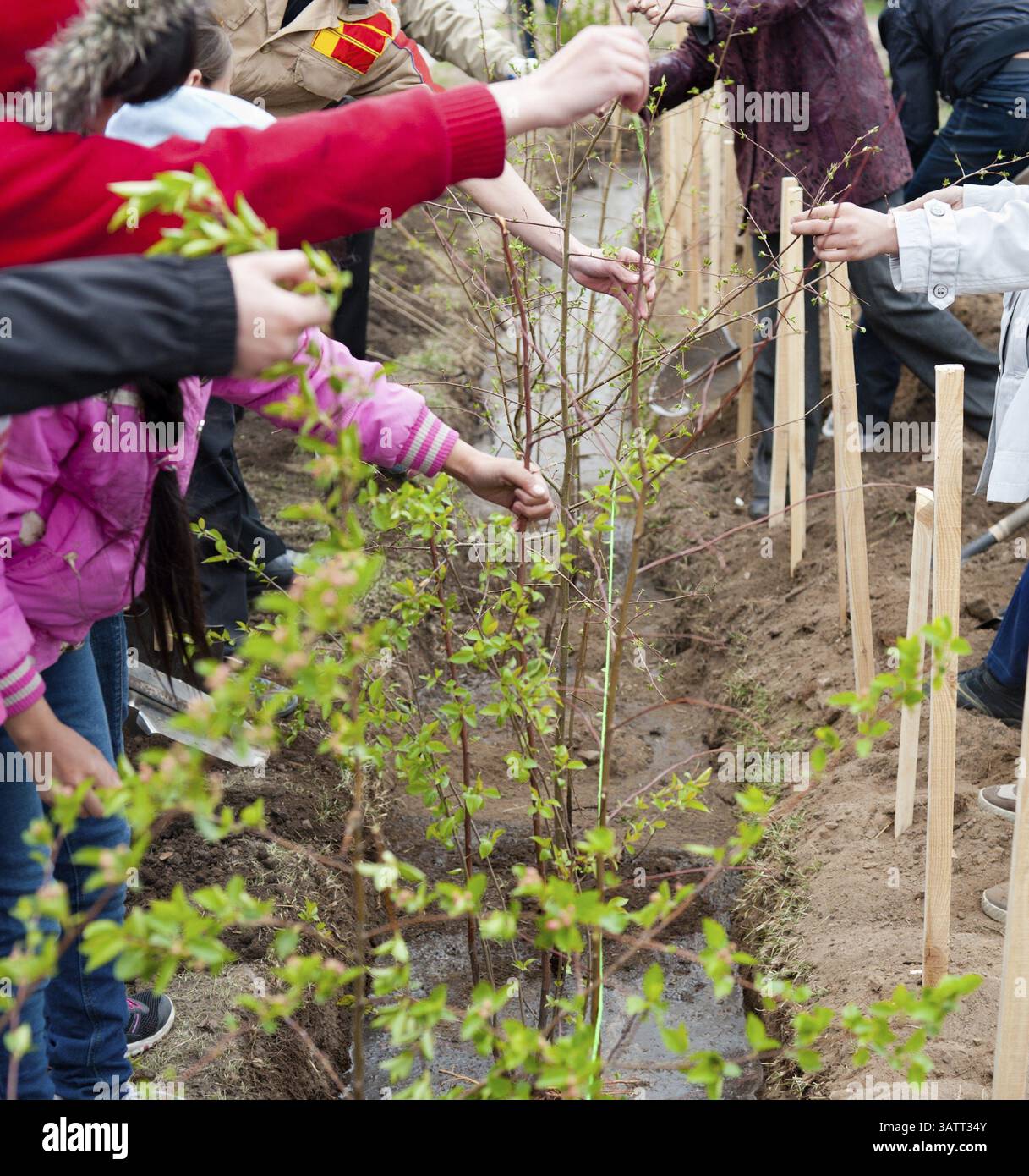 A group of students plant young trees in a yard Stock Photo - Alamy