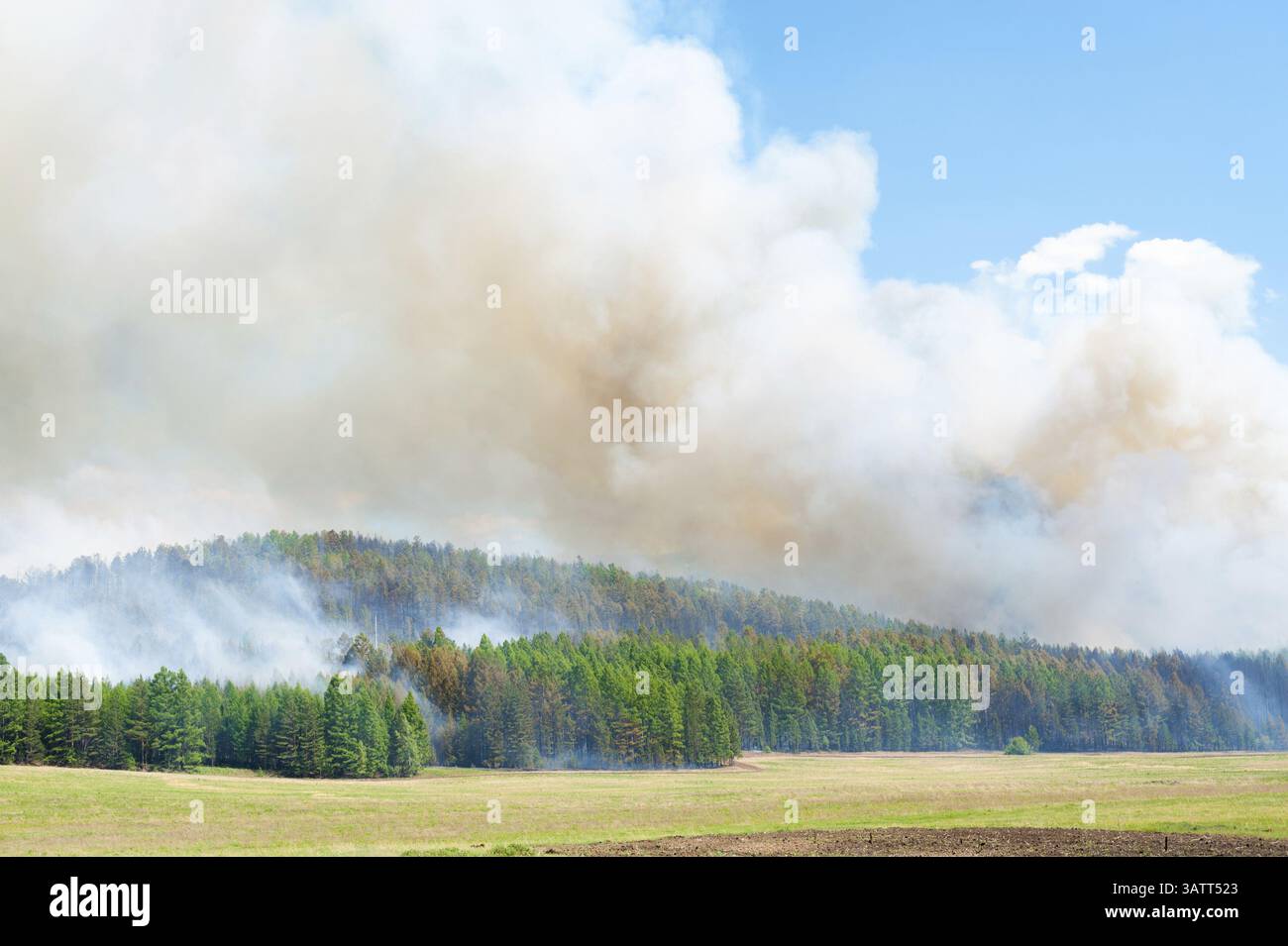 Forest fire - taiga forest burn in clouds of smoke Stock Photo - Alamy
