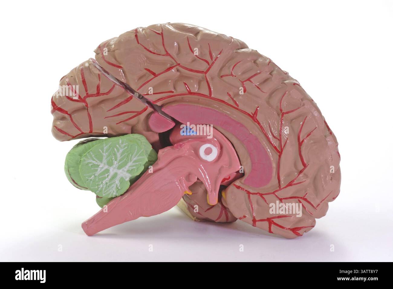 Visualisation model of a human brain hemisphere Human Brain Anatomy on ...