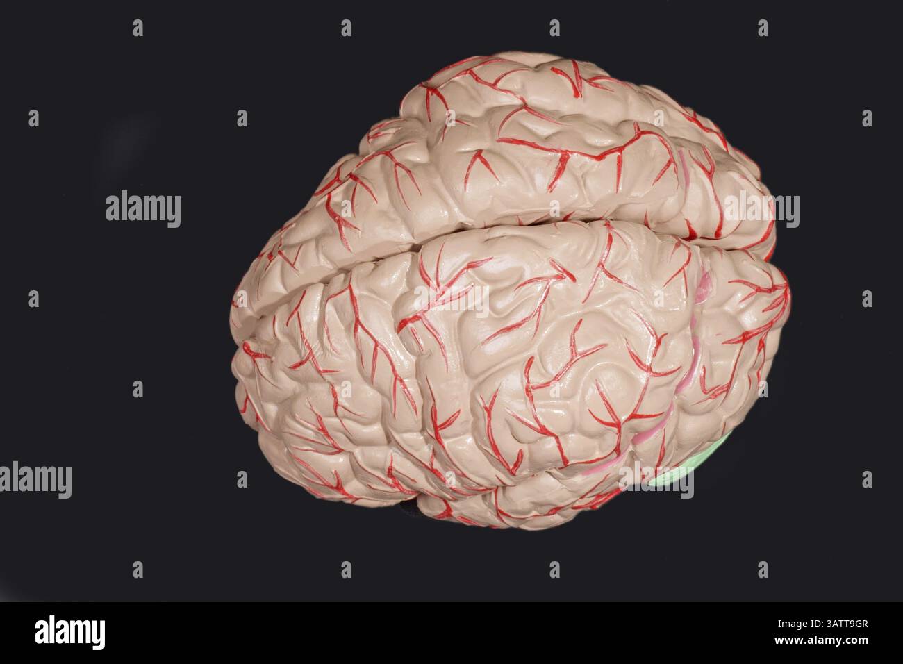 Medical brain model from above on a dark background Human brain on a ...