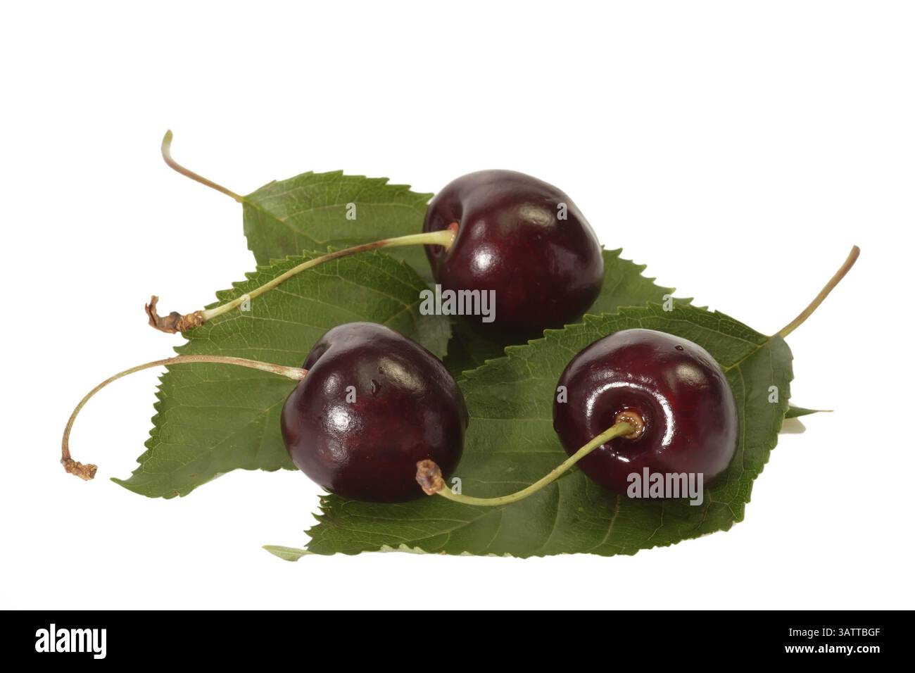 Fresh black cherries on a light background Fresh black cherries with ...