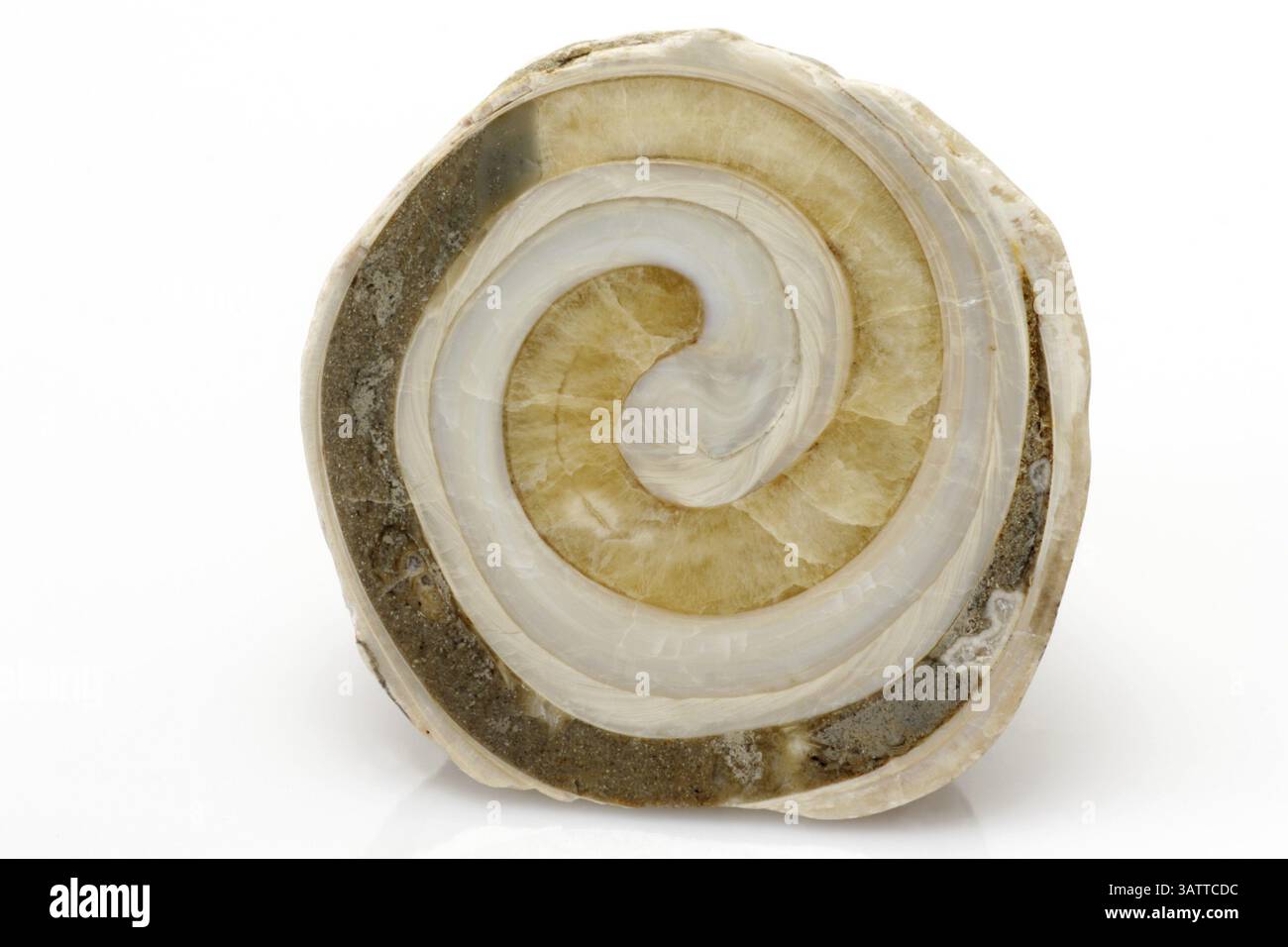 Fossilised fossil - cropped on a white background Stock Photo - Alamy