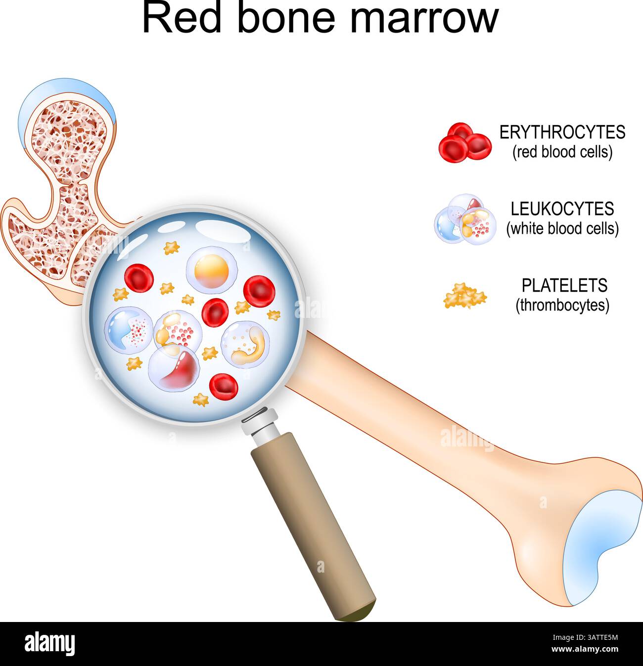 Red bone marrow. Through the magnifying glass, Hematopoiesis from Stem cells to Platelets, Red ...