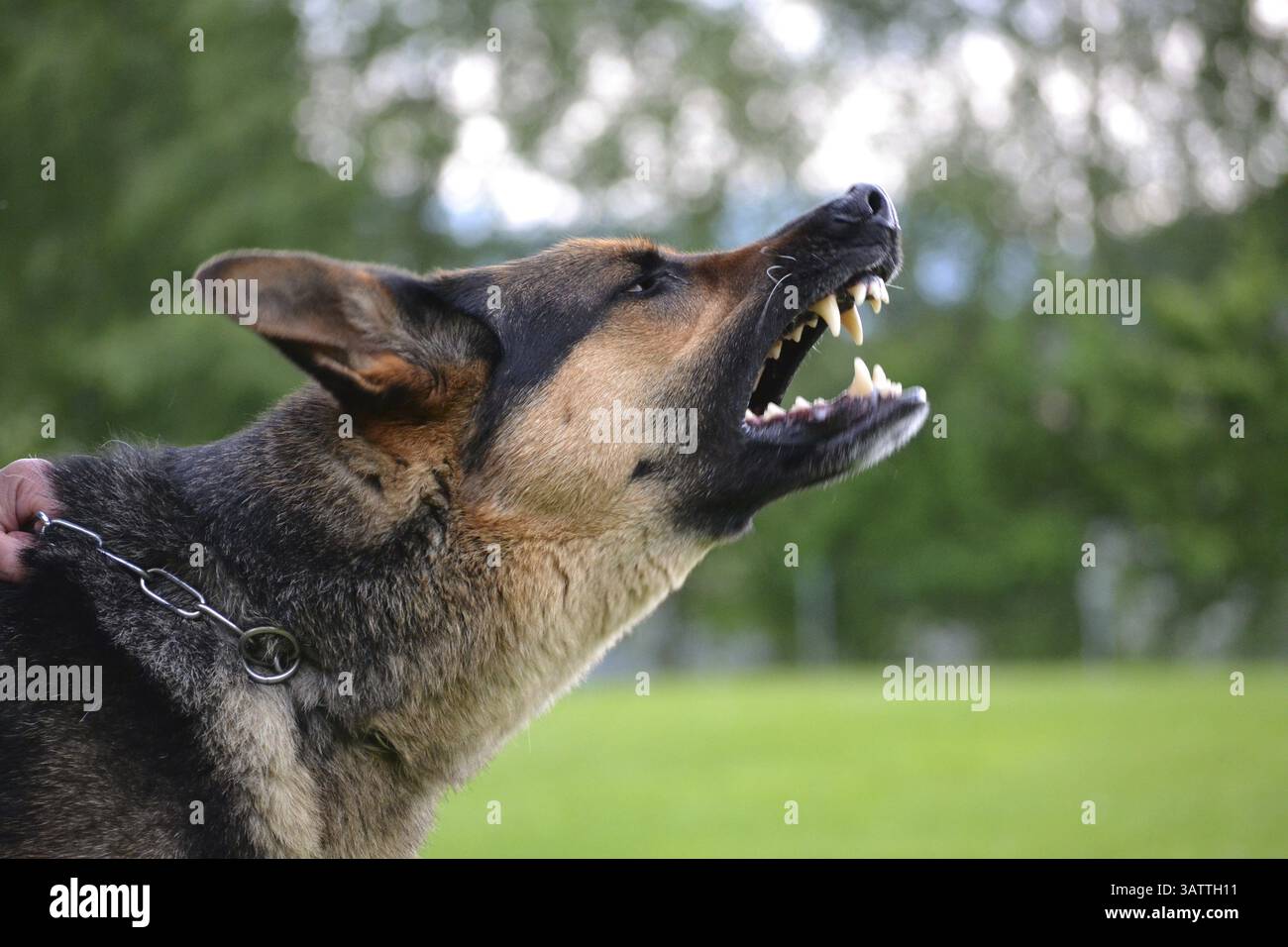 Police dog barking hi-res stock photography and images - Alamy