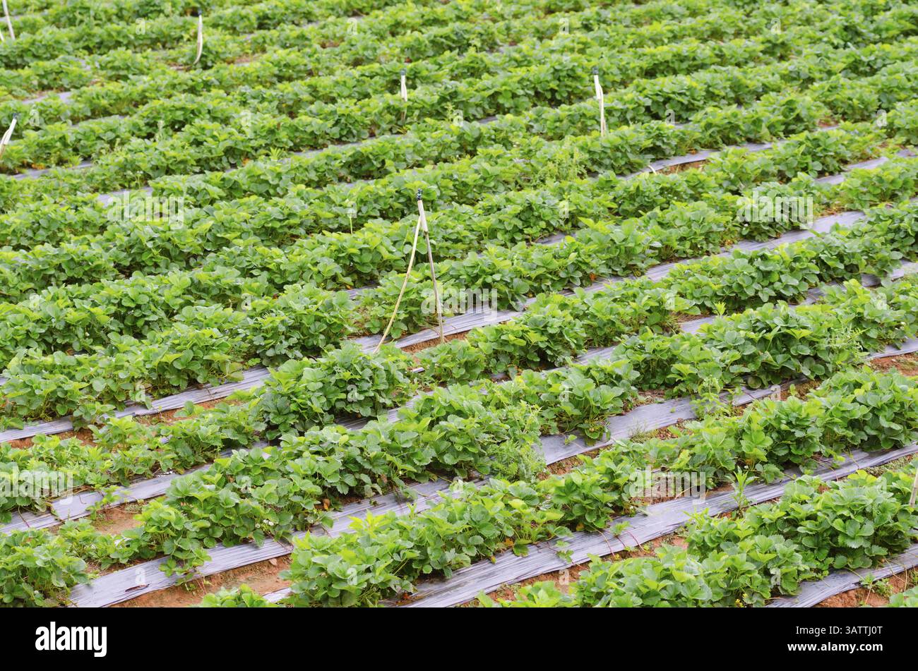 Strawberry plantation - a lot of rows of green plants Stock Photo - Alamy