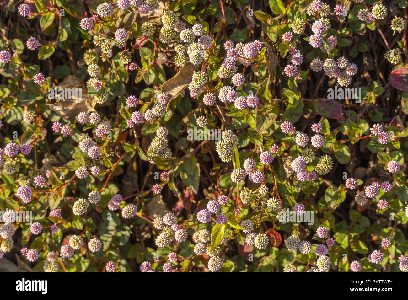 Pink head Japanese Knotweed as Natural Background Stock Photo - Alamy