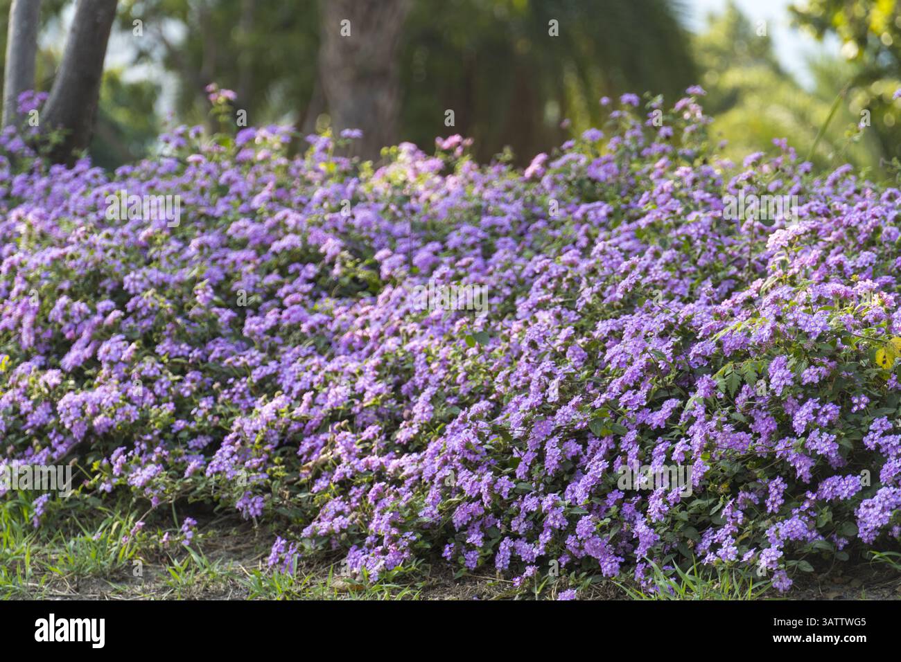 Field of Purple Lantana, Lantana Montevidensis, Trailing Lantana Stock ...