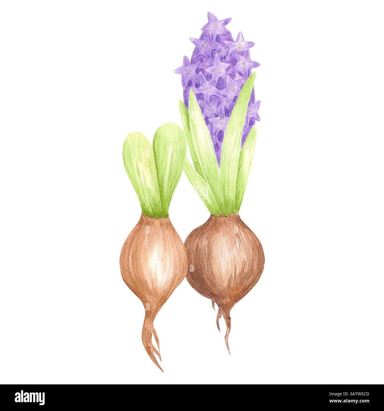 Hand drawn watercolor blooming hyacinth bulbs with green leaves ...