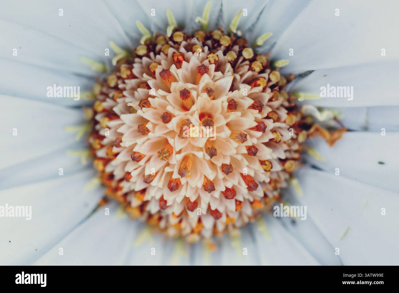 A macro view reveals the vivid core of a flower, where numerous orange ...