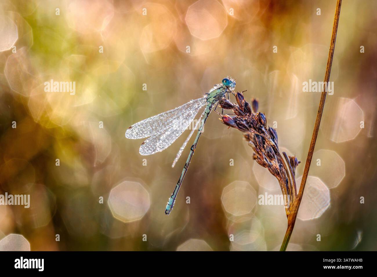 Common Blue Damselfly; Enallagma cyathigerum; In Dew; UK Stock Photo ...