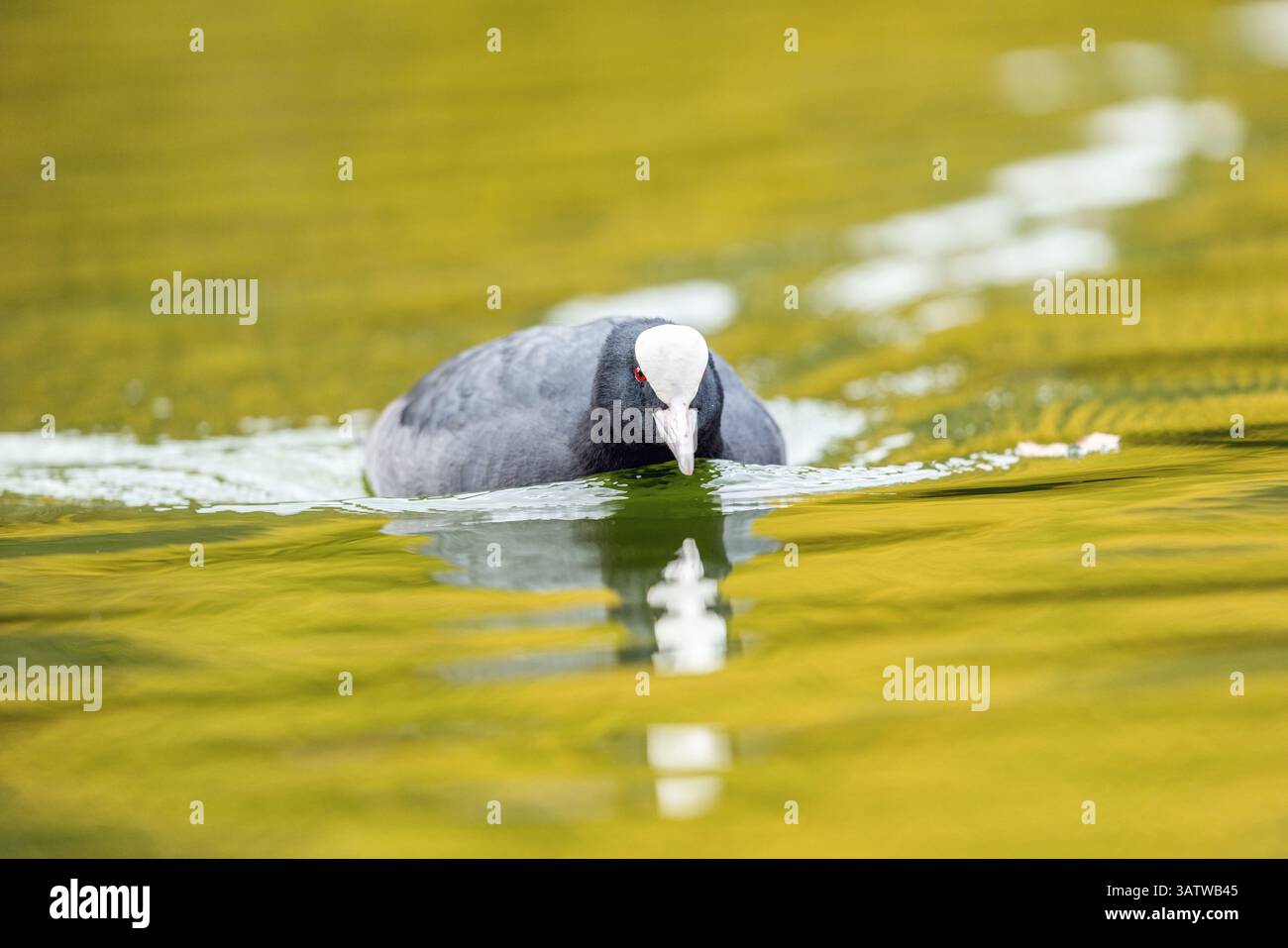 Aggressive animal behaviour bird hi-res stock photography and images ...