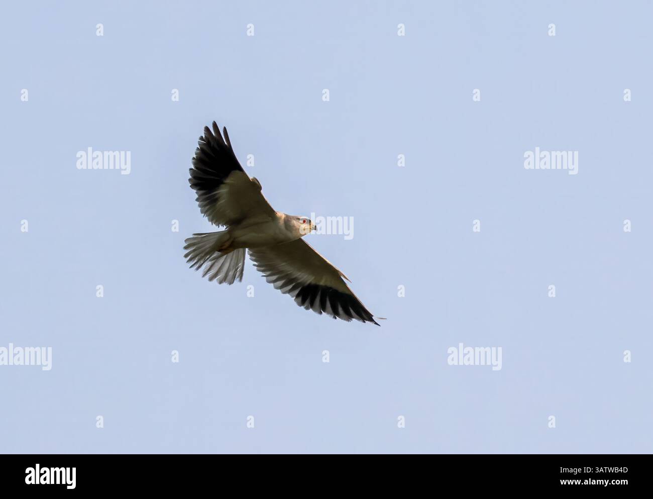 black winged kite in flight.this photo was taken from Bangladesh Stock ...