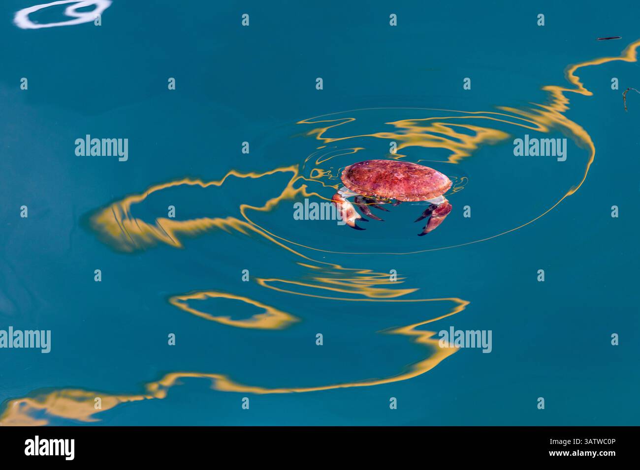 Crab patterns hi-res stock photography and images - Alamy