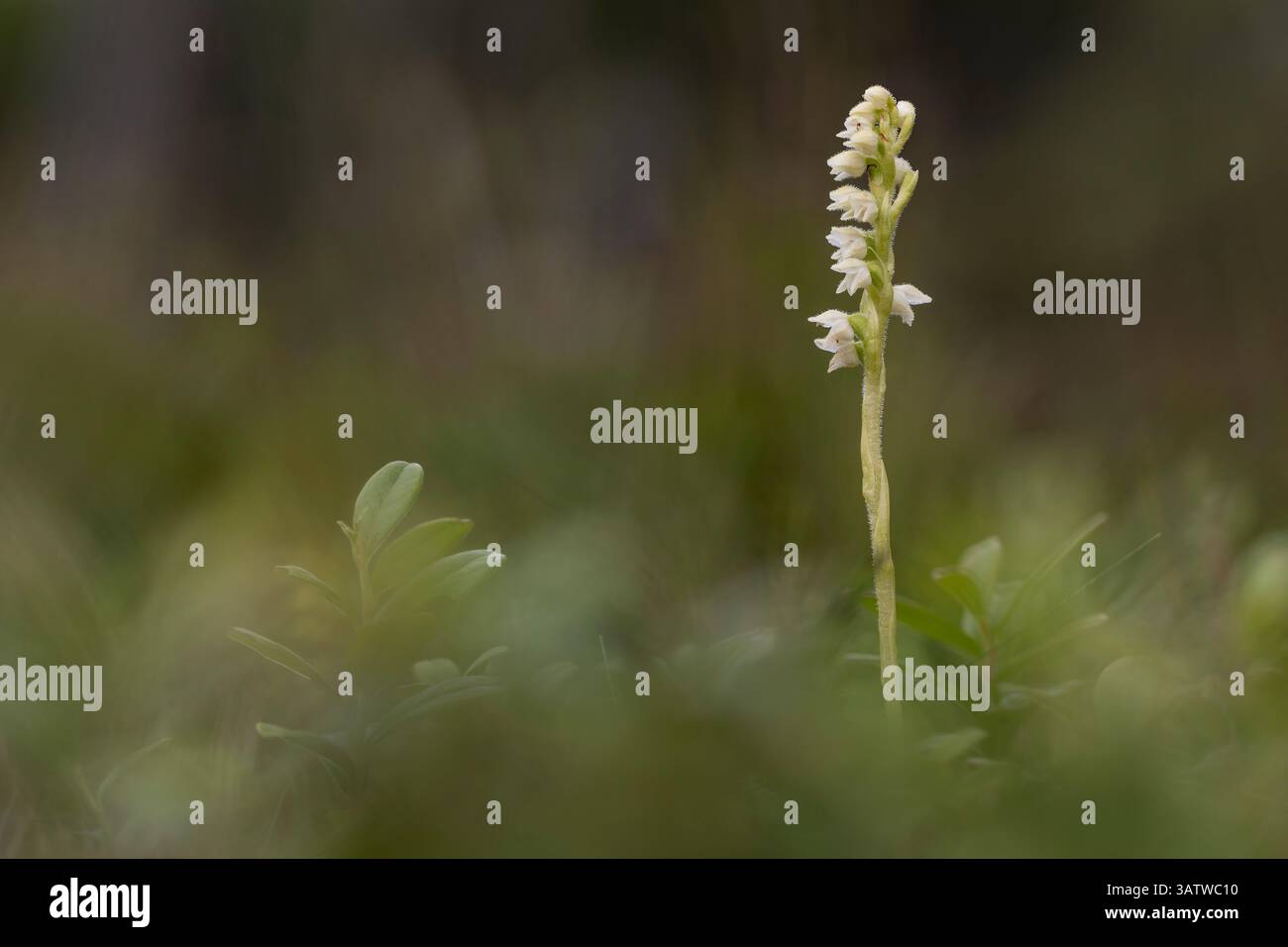 Creeping Ladies Tresses; Goodyera repens; Flower; UK Stock Photo - Alamy