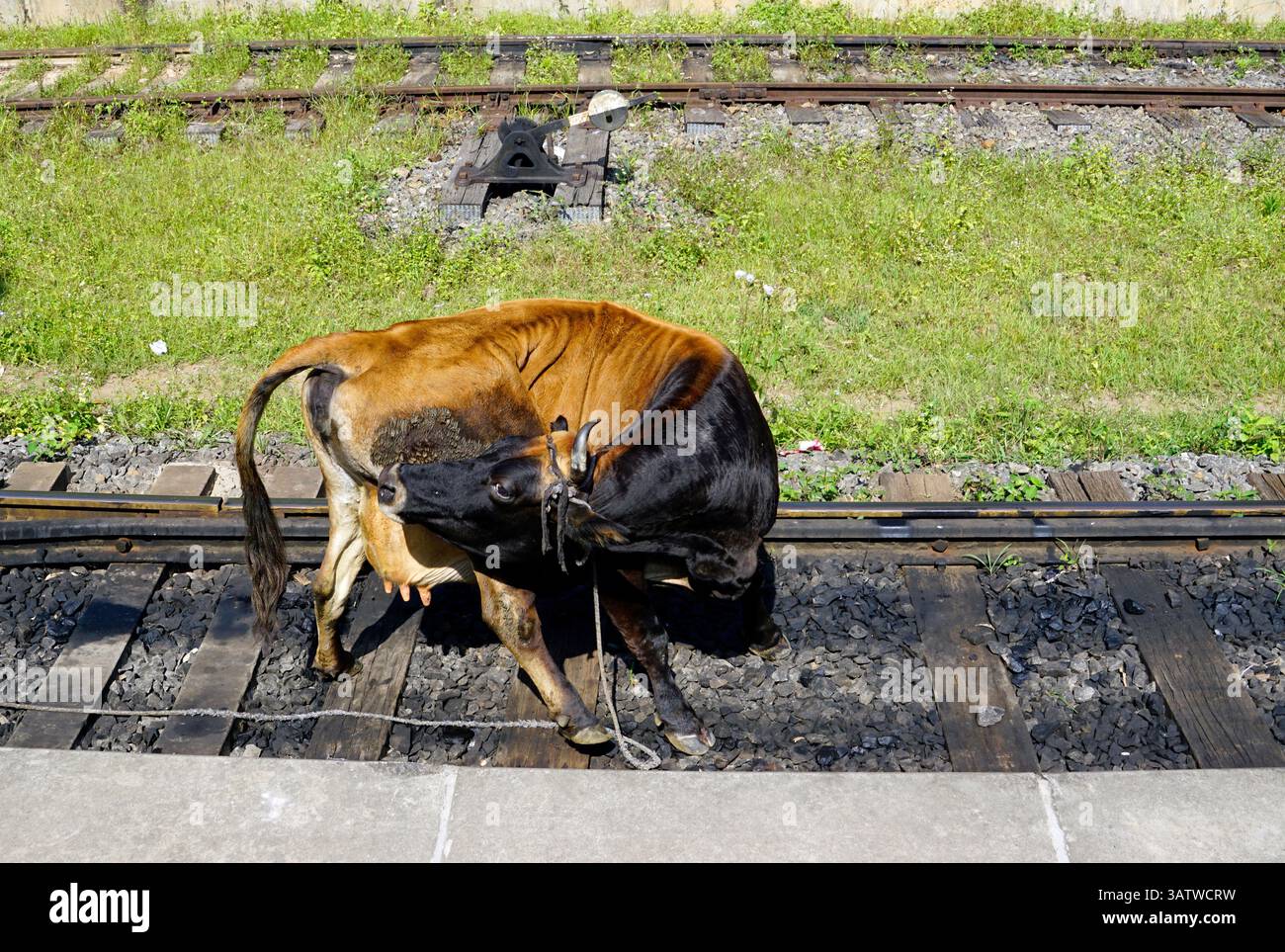 Cow platform railway station in hi-res stock photography and images - Alamy