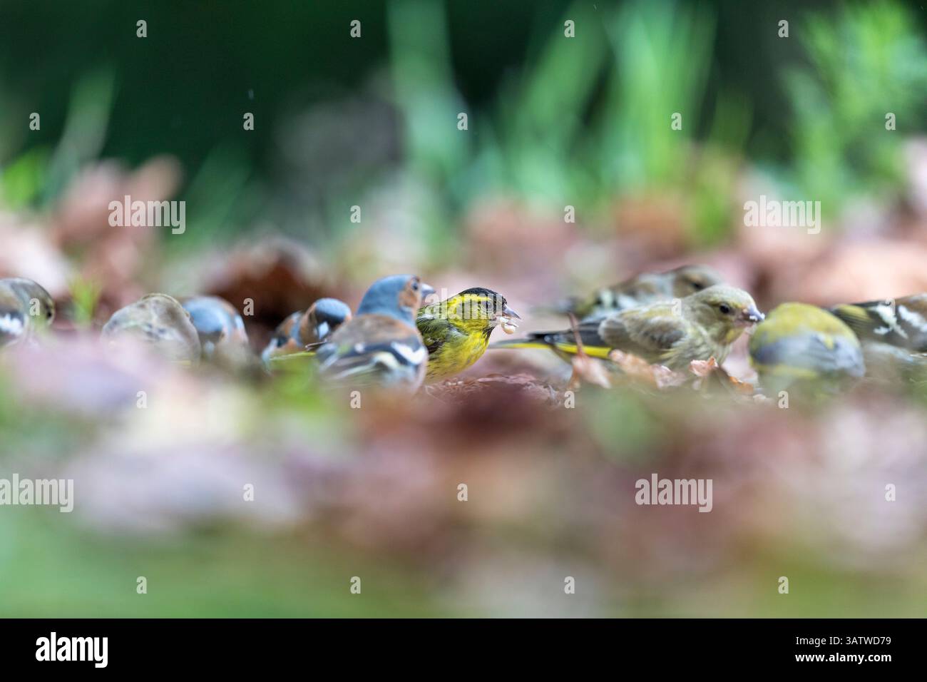 Finches of the uk hi-res stock photography and images - Alamy